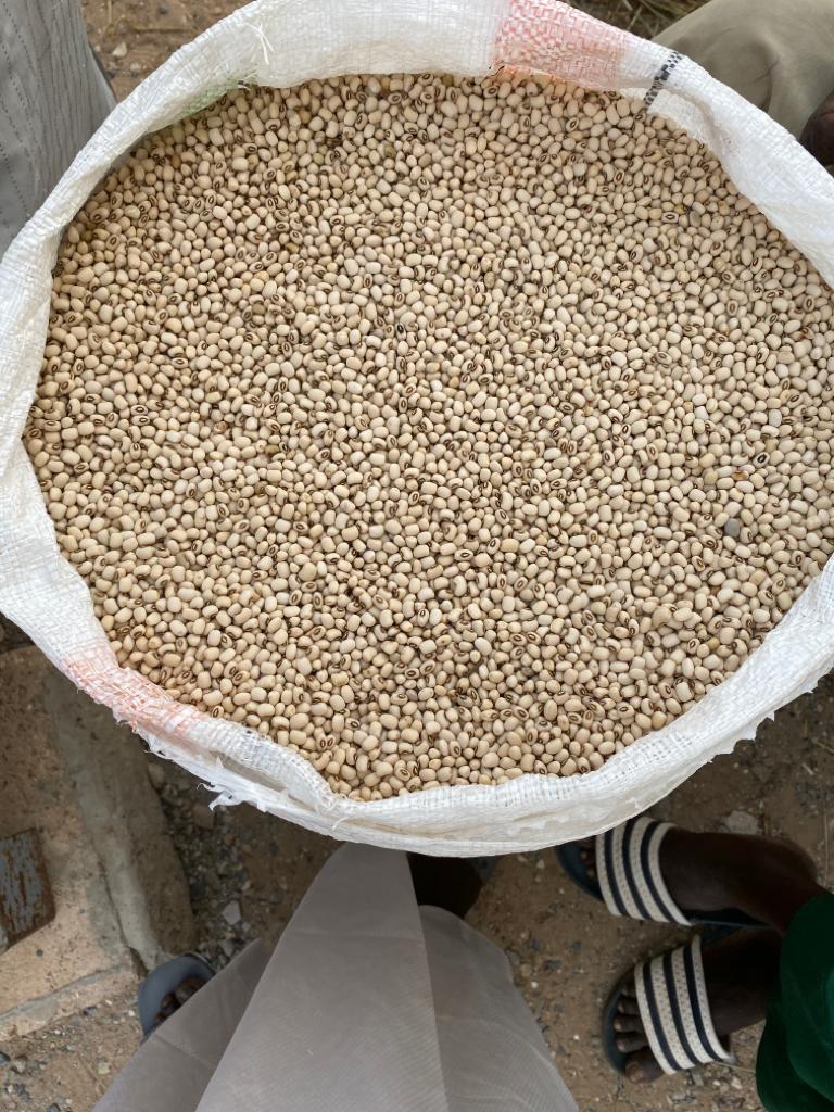 Le Niébé : nutritif et pourvoyeur de revenus aux producteurs agricoles ...